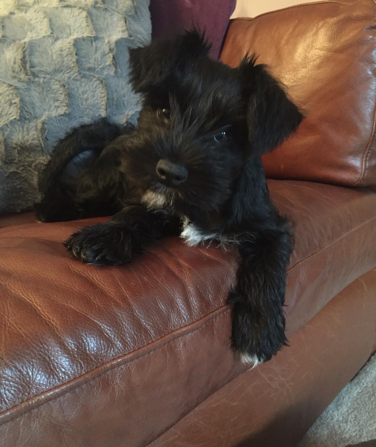 Things that go woof - The Shed - Jambos Kickback