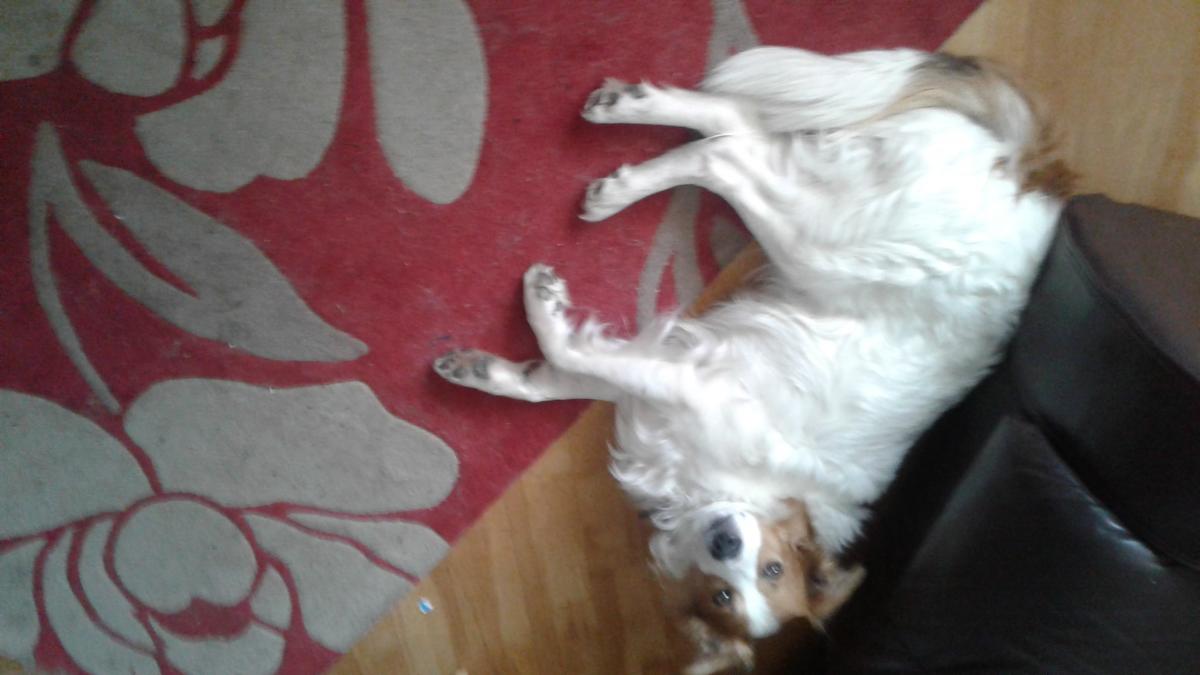 Things that go woof - The Shed - Jambos Kickback