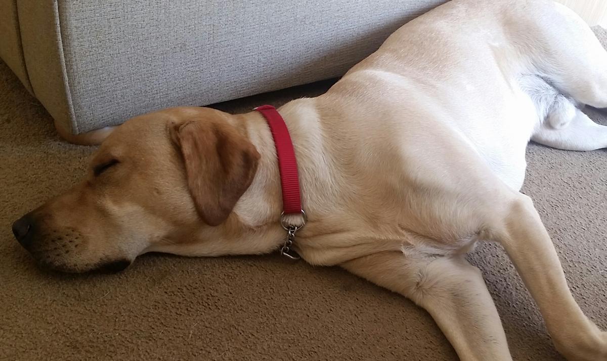 Things that go woof - The Shed - Jambos Kickback