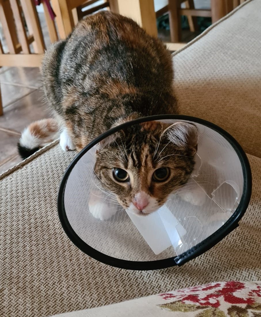 Cute cats - The Shed - Jambos Kickback