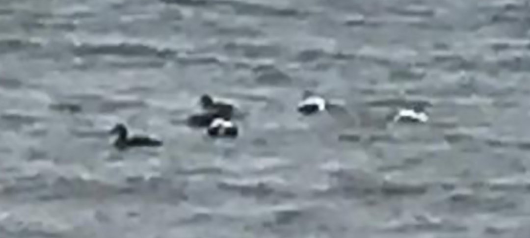 Shooting magpies. - The Shed - Jambos Kickback