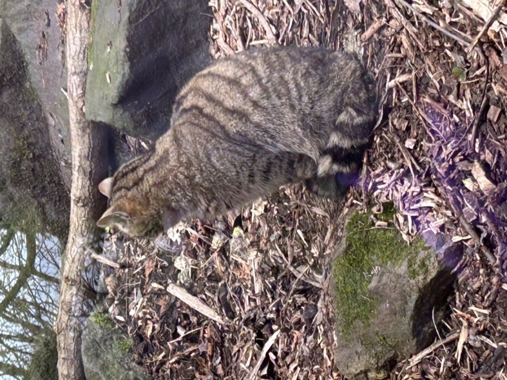 Rewilding Scottish wildcats - The Shed - Jambos Kickback