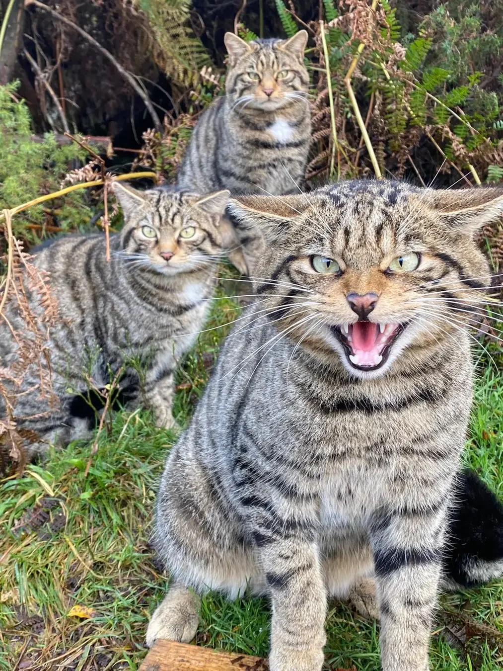 Rewilding Scottish wildcats - The Shed - Jambos Kickback