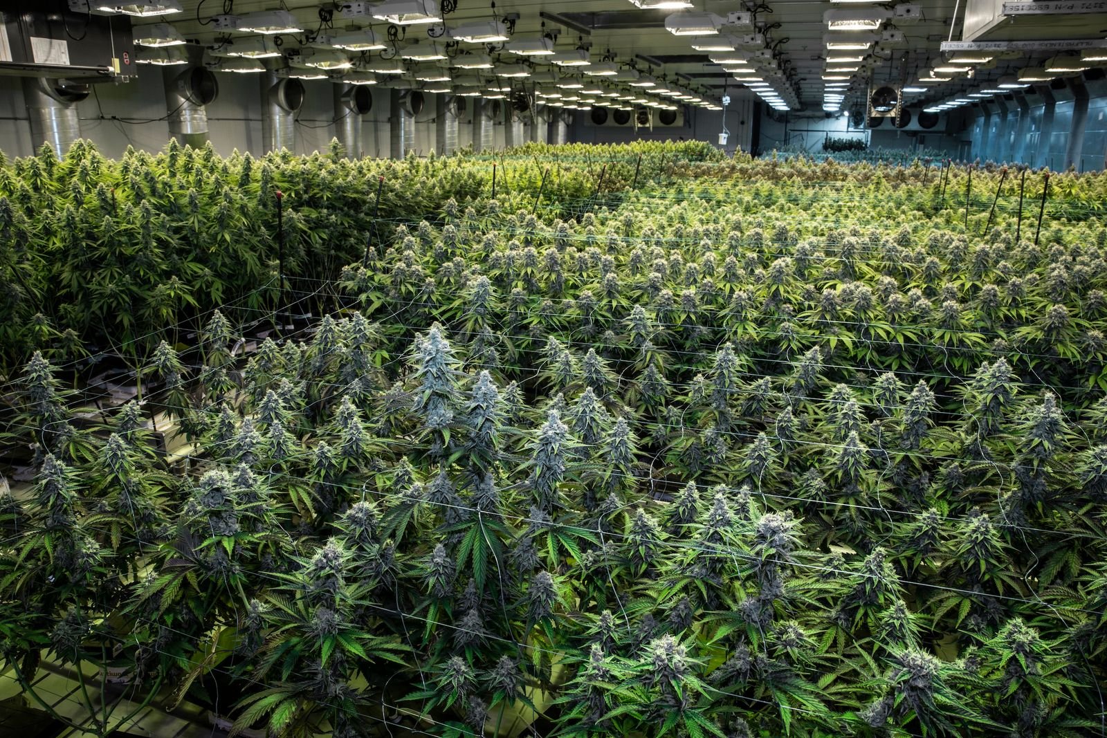 Money making incentives for the club… - Page 2 - The Terrace - Jambos ...